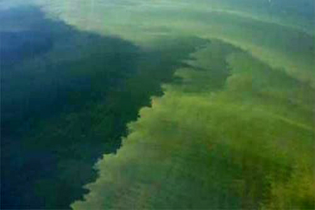 algae_bloom | life: acoustic & amplified